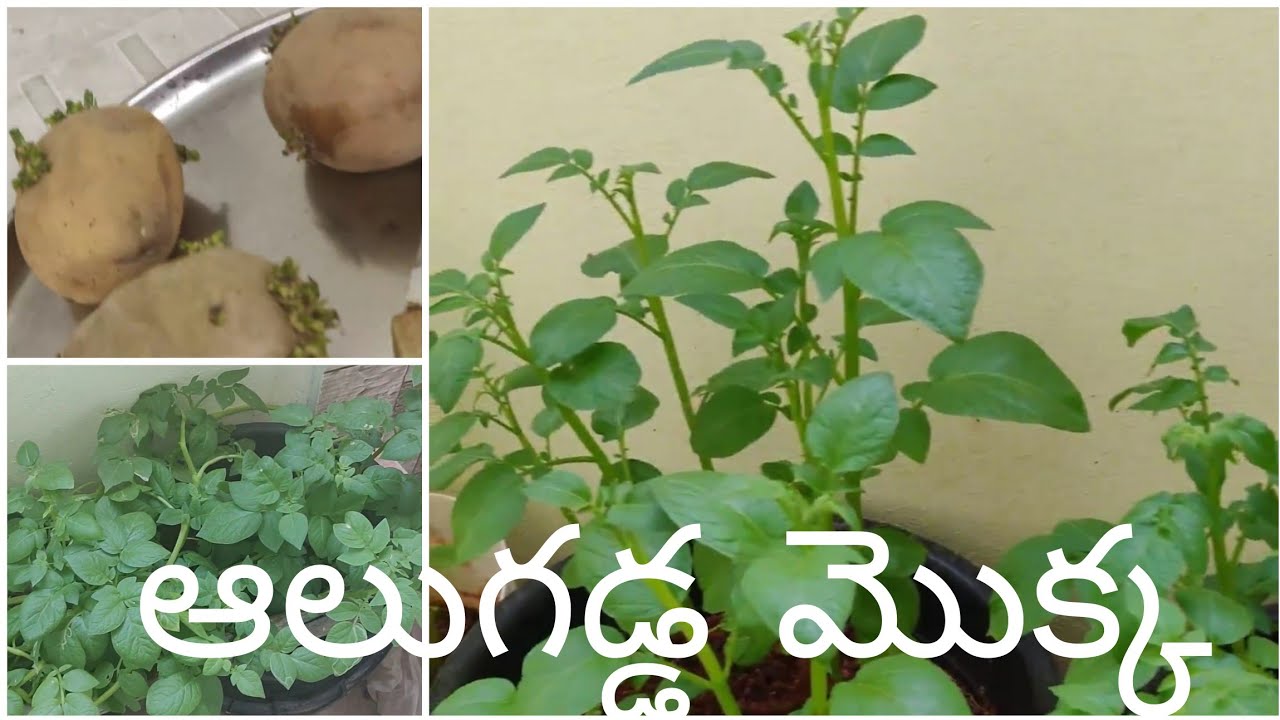 ఆలుగడ్డ మొక్కను ఎలా పెంచుకోవాలి#how to grow potato plant in pot#SuKi ...