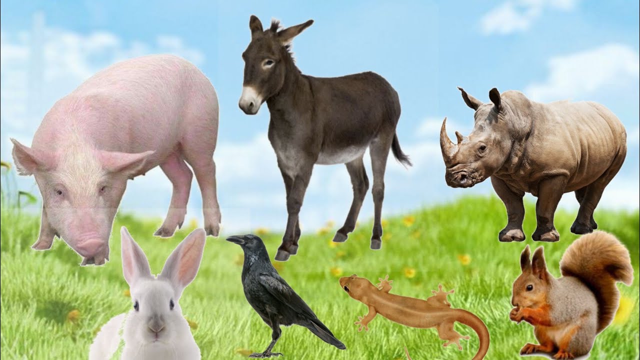 Beautiful Animal Moment - pig, Horse, Rhino, rabbit, Crow, Squirrel ...