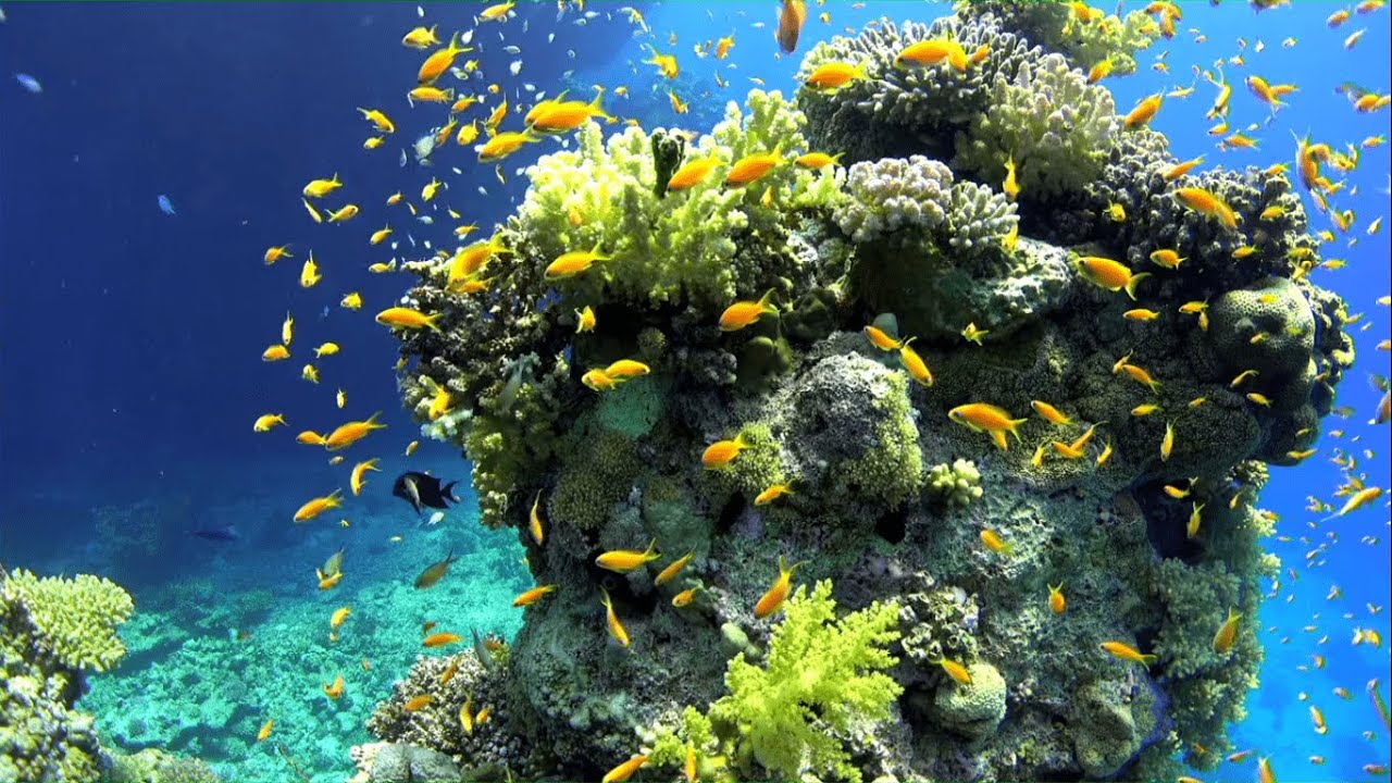 Soothing Healing Relaxing and Calming Music for Sleep Meditation Yoga ...