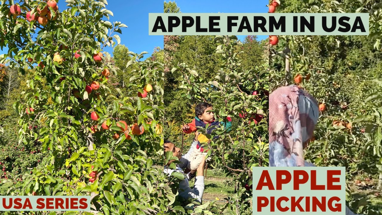 Apple Farm in USA | Apple picking | NRI mom Vlog Hindi Urdu - YouTube