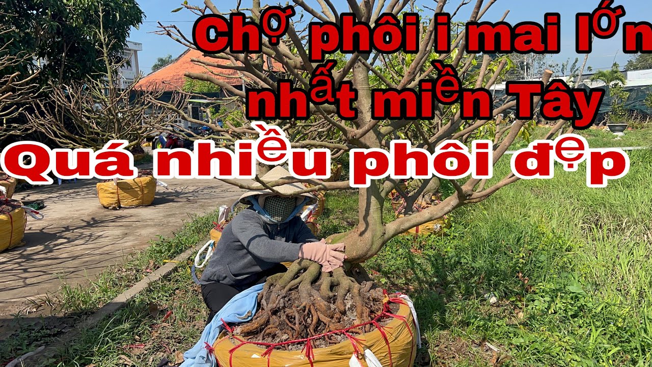 ☎️ 0972052482 Hên☎️ chợ phôi mai lớn nhất miền tây - YouTube