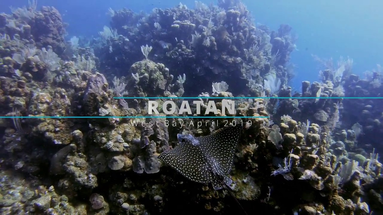 Roatan coral reef barrier revealed, best place for snorkeling and ...