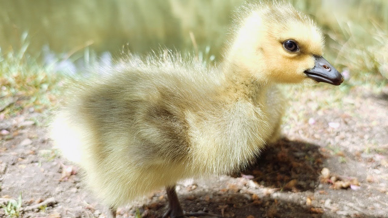 Baby Gosling Falling Asleep And Waking Up - YouTube