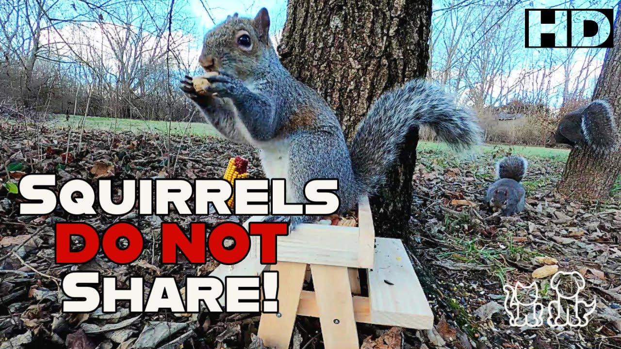 Cat & Dog Tv- Squirrels fight over lunch- Picnic Table is flipped AGAIN ...