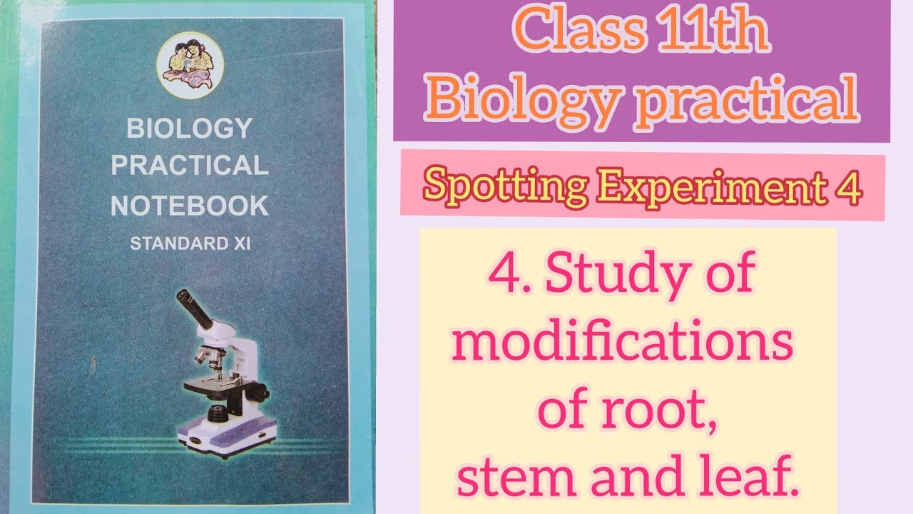 4. Study of modifications of root,stem and leaf। Biology practical ...