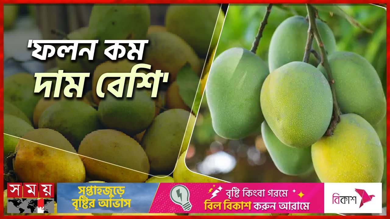 জিআই স্বীকৃত আম নিয়ে বাগানিদের দুশ্চিন্তা | Haribhanga Mango | Mango | Seasonal Fruits ...