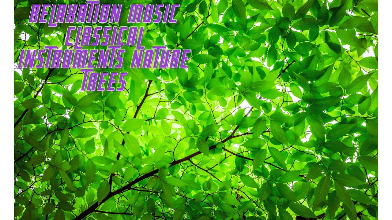 relaxation music classical instruments nature trees - YouTube