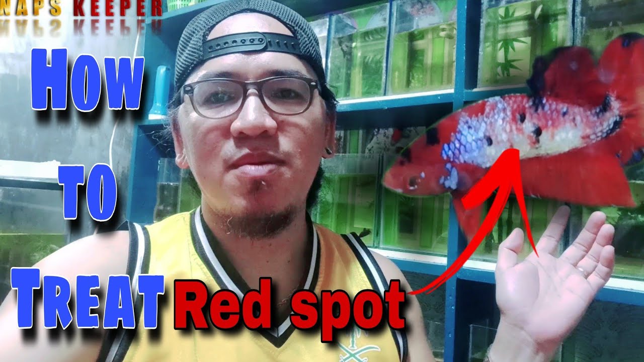 How to Treat Red Spot on my Betta Fish | Shout-out - YouTube
