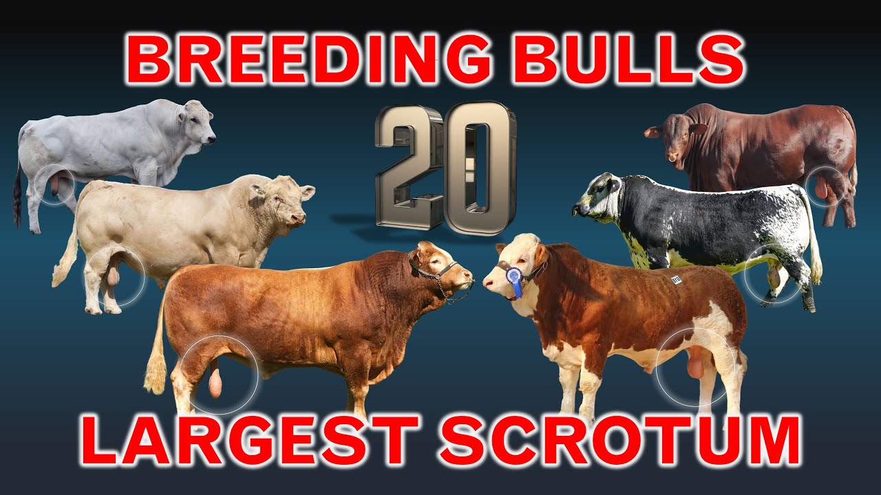 20 Breeding Bulls with Largest Testicle | Scrotal Circumference - YouTube