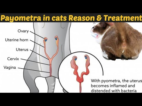 What Is Pyometra in Cats?/ sign and treatment /Dr.Hira Saeed - YouTube