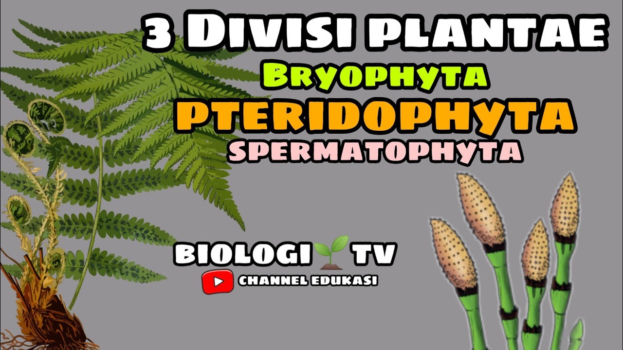 klasifikasi kingdom plantae materi pteridophyta (tumbuhan paku) siklus ...