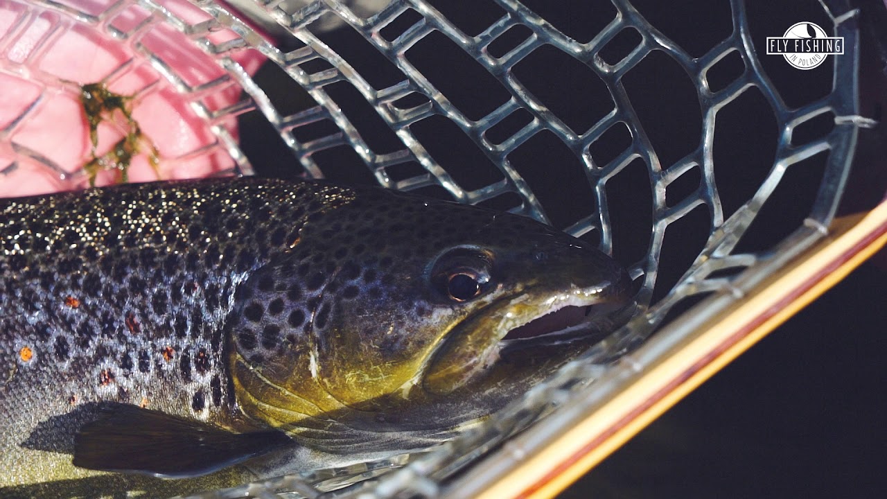 Fly Fishing in Poland Os Dunajec - YouTube