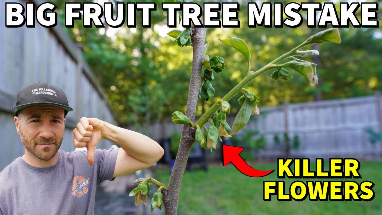 The Problem With GRAFTED FRUIT TREES: Don't Make This BIG Mistake ...
