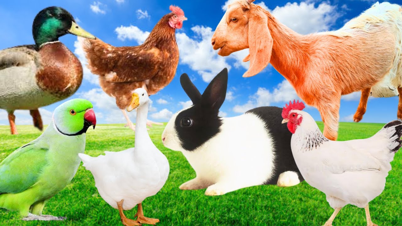 HENS NEW CHICKS: FEATHERS, GOATS, PARROT, PATRIDGES, HENS, PEARL HENS ...