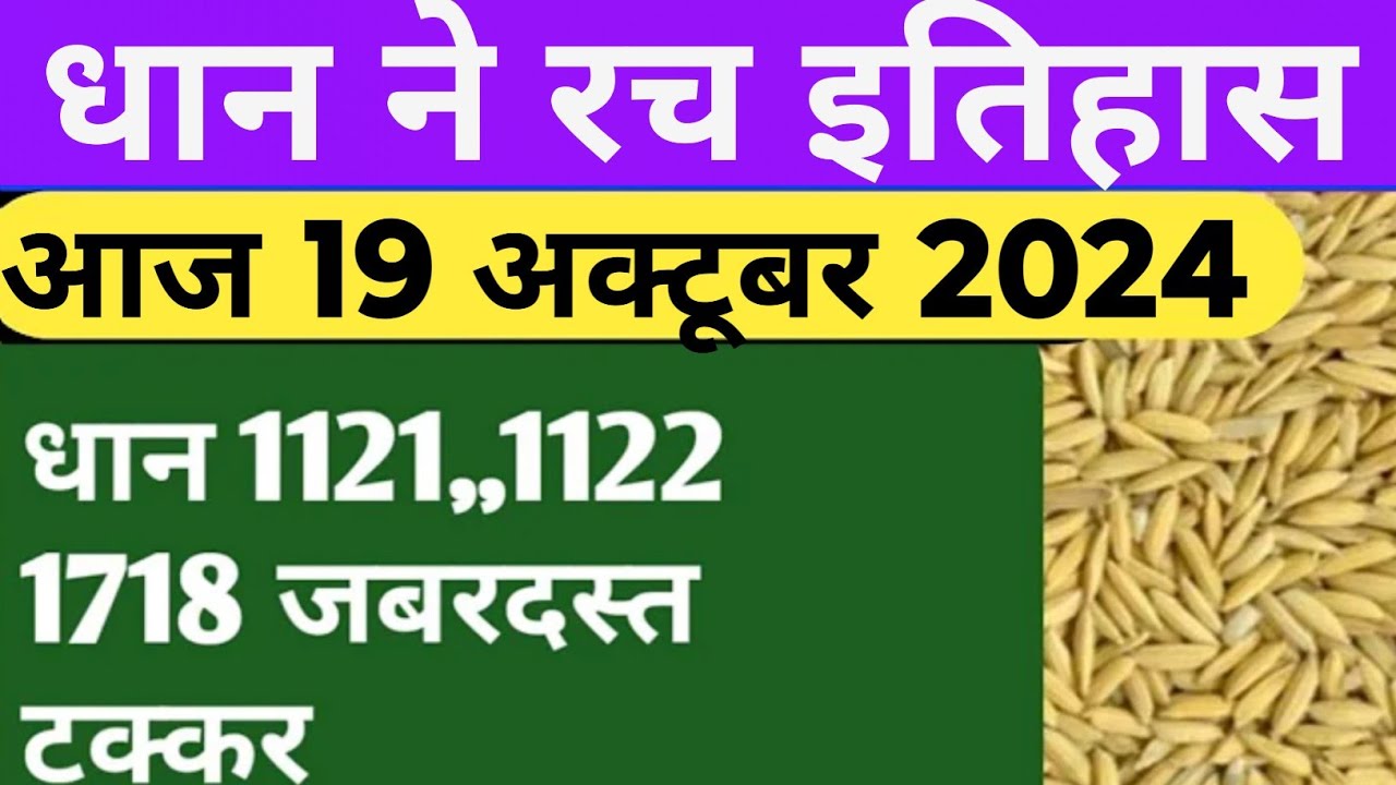 धान के भाव, 19 अक्टूबर 2024 || dhan ke bhav | 1509 dhan ke bhav ...