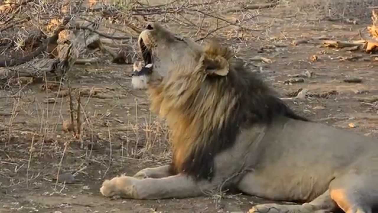 Lion Roaring. Loud! - YouTube