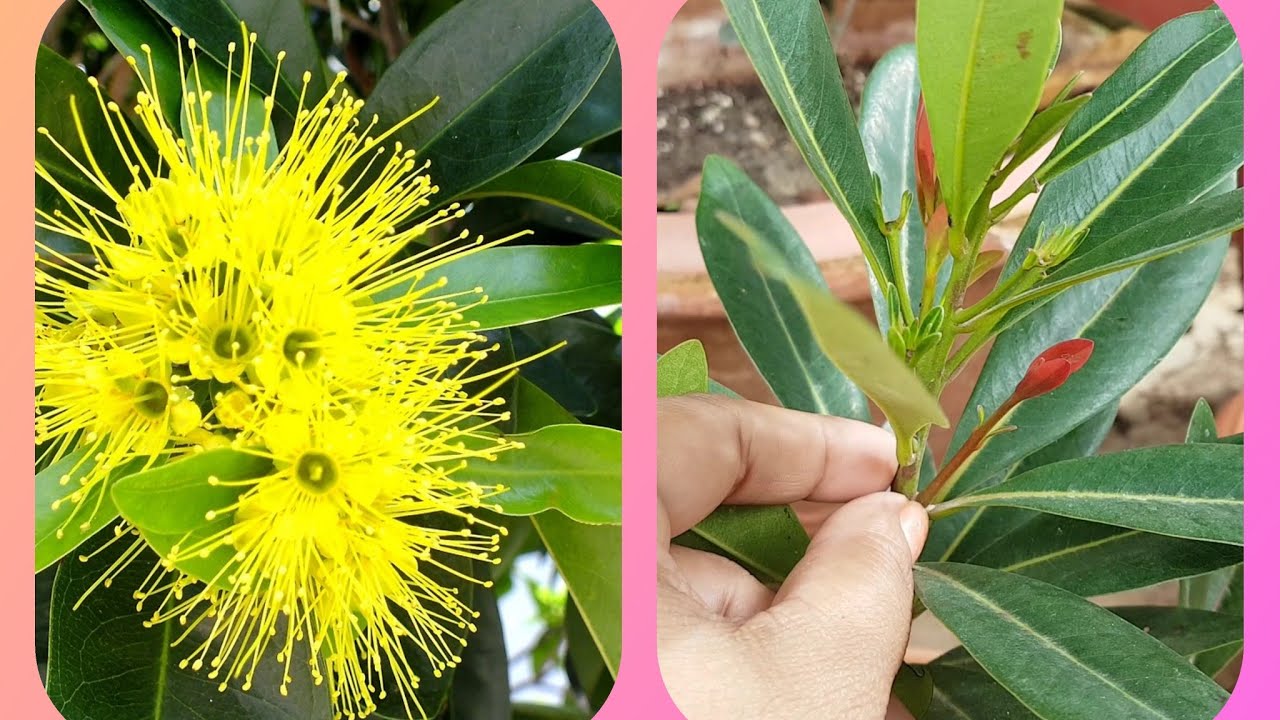 304.गोल्डन पान्डा प्लांट के बारे में जानकारी/ Beautiful Golden Panda ...