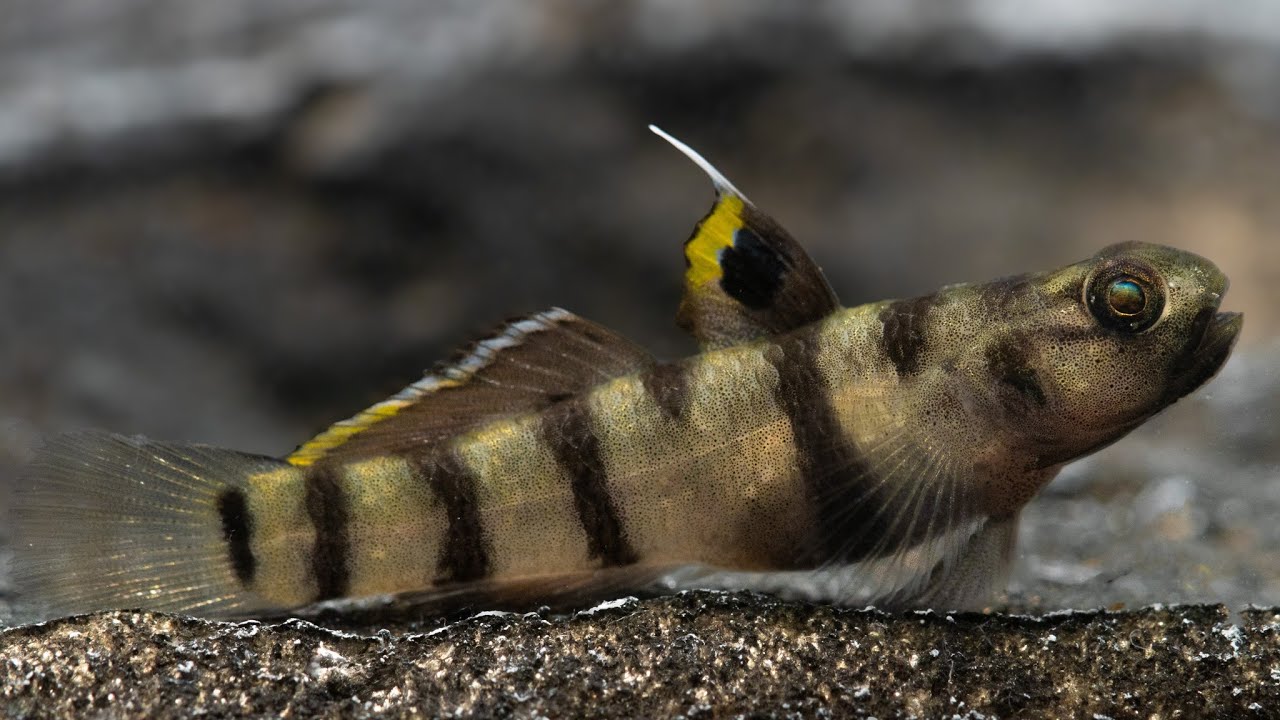 Tiger dwarf goby ( Mugilogobius tigrinus ) | Best goby for Nano ...