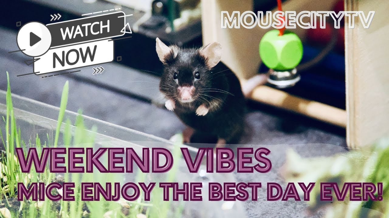 Weekend Vibes: Mice Enjoy the Best Day Ever! - MouseCityQuickTv - YouTube