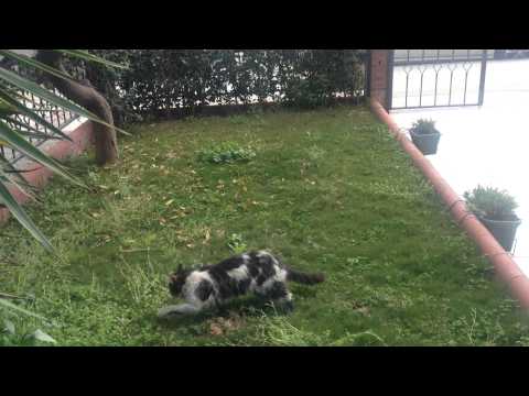 Ayaküstü sıçan teyzeye diss atan kedi