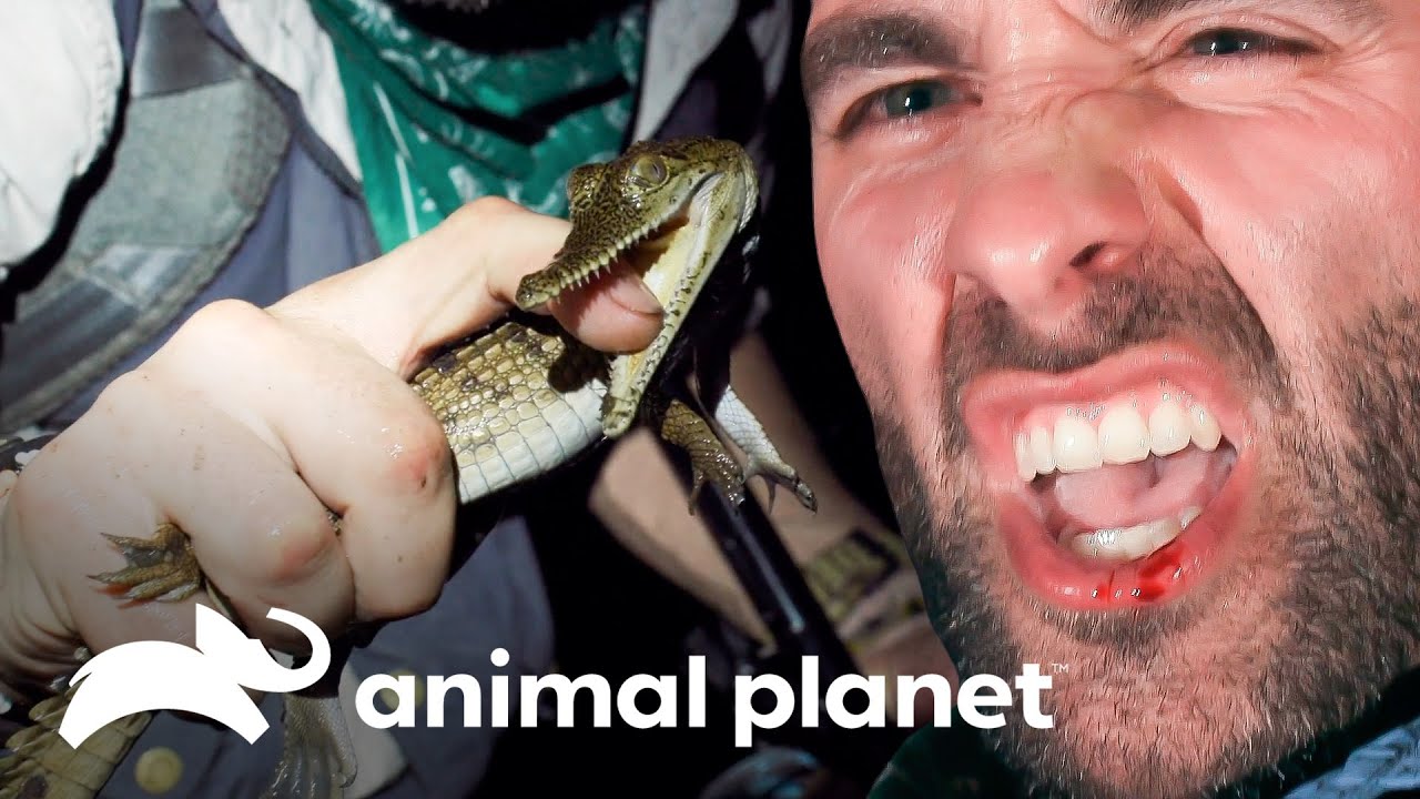 Los peligros de explorar la vida salvaje | El diario de Coyote Peterson ...