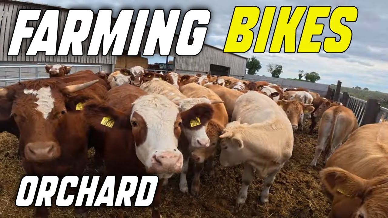 We learn about FARMING and Visit the Alford Bike Rally and a community ...