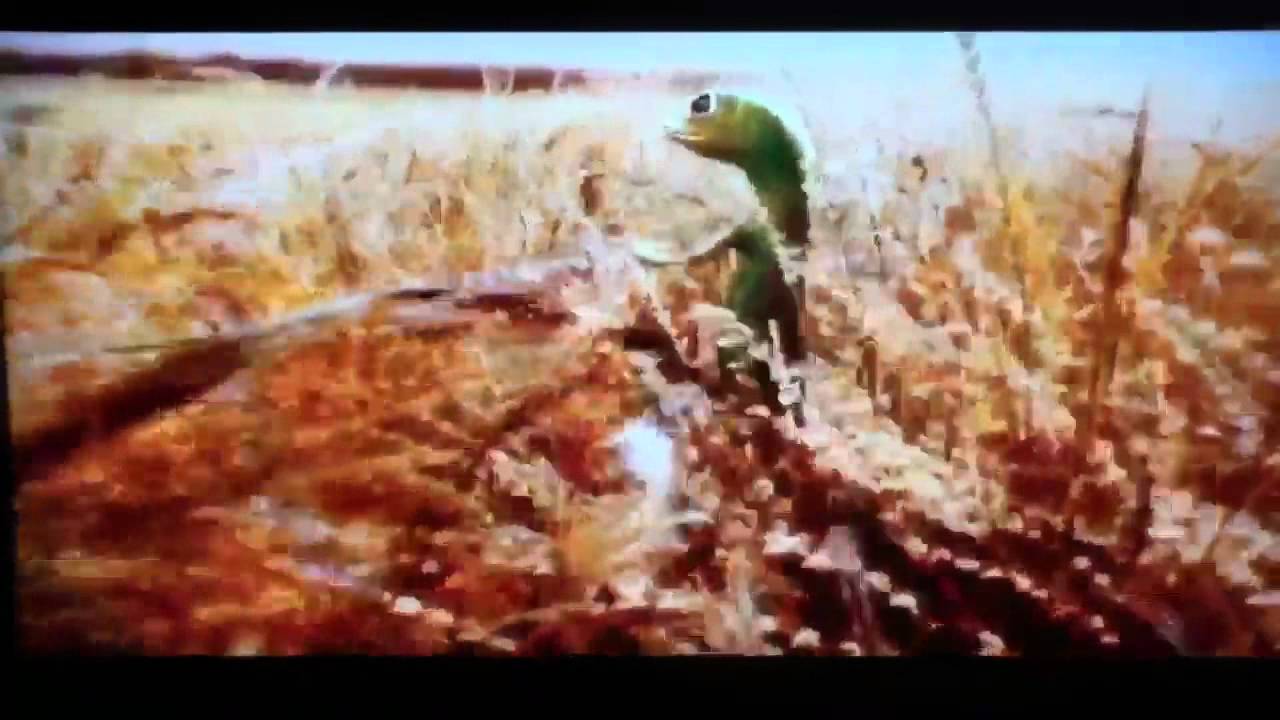 Geico Commercial - YouTube