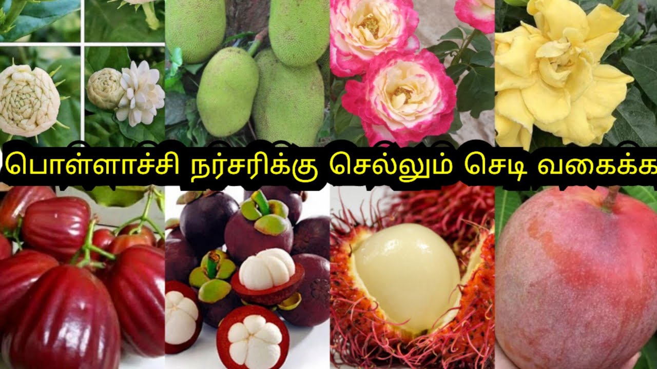 POLLACHI NURSERY GARDEN PURCHASE MY NURSERY GARDEN | FLOWERS PLANTS ...