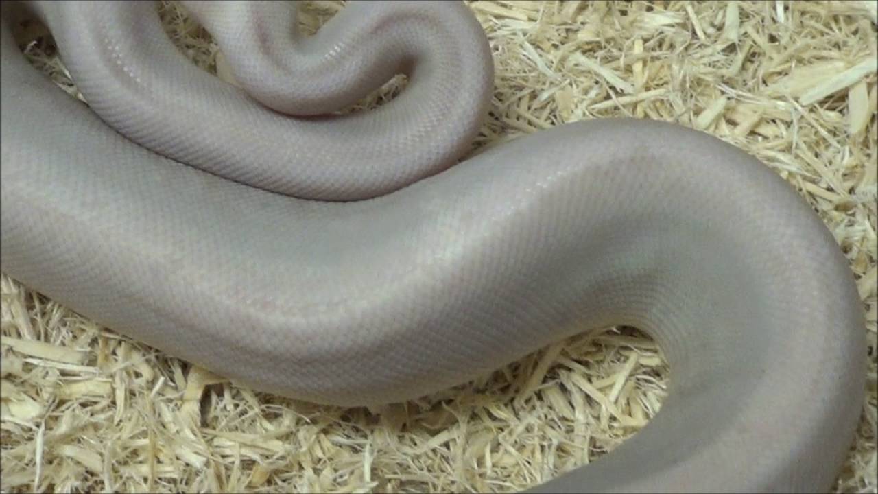 Available 2016 Female Super Pewter Banana Ball Python 1601 - YouTube