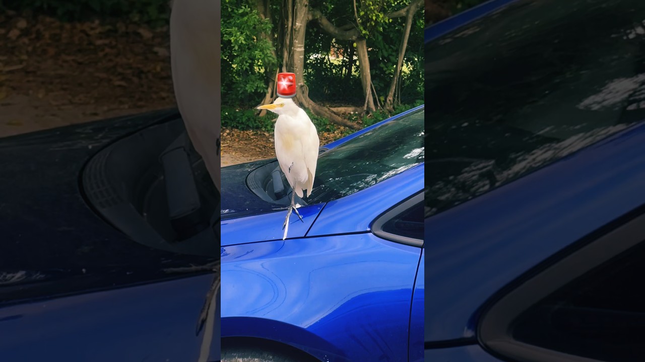 I’m officer bird,you have a parking fine 🤣🚨#wildanimals #joke # ...