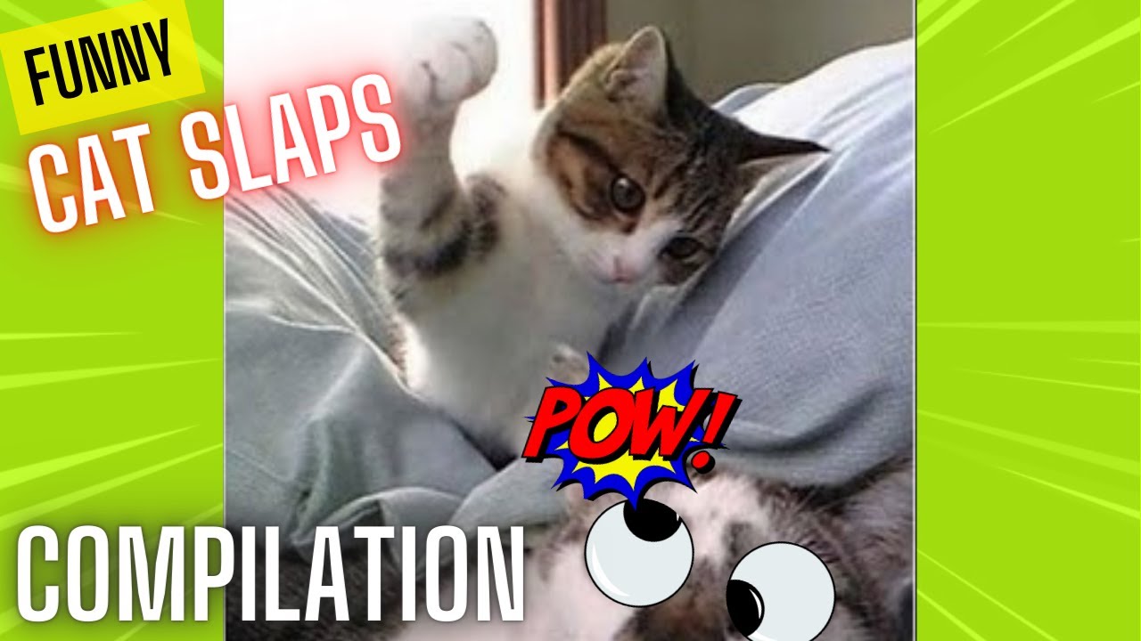Funny Cat Slaps Compilation #1 - YouTube