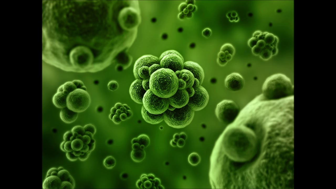 SCP-016 "The Sentient Micro-Organism" - YouTube