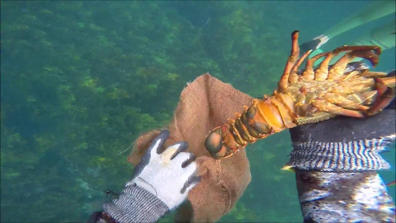 bass point shellharbour - YouTube