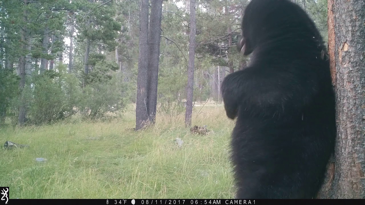 Bare Butt Bear - YouTube