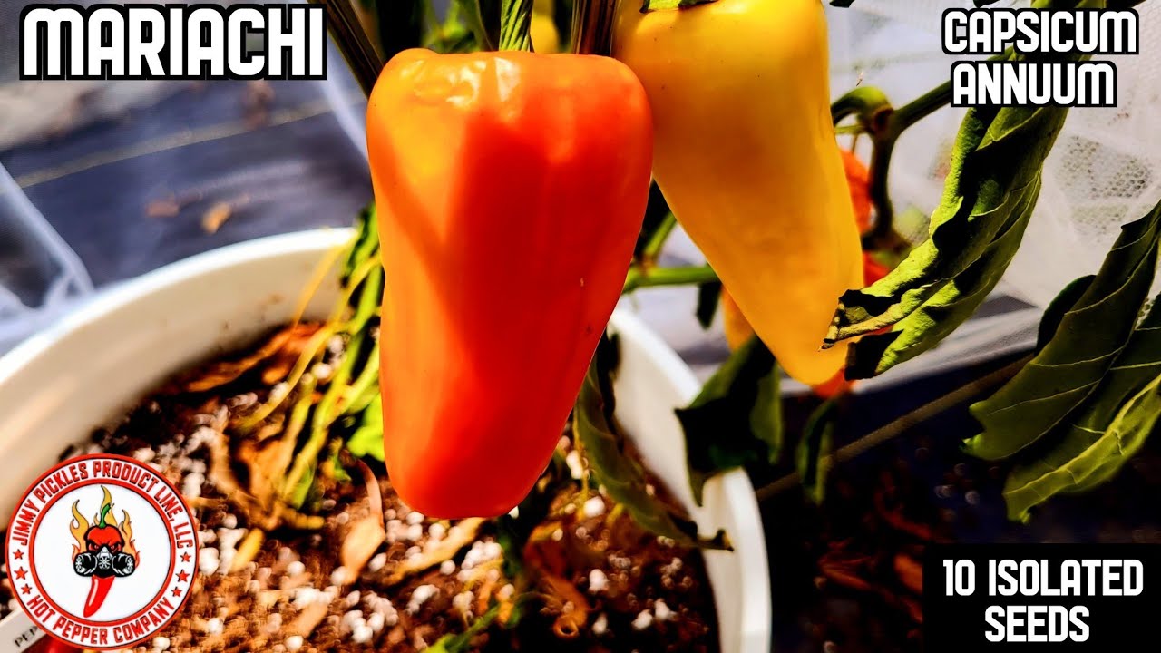 Mariachi pepper - YouTube