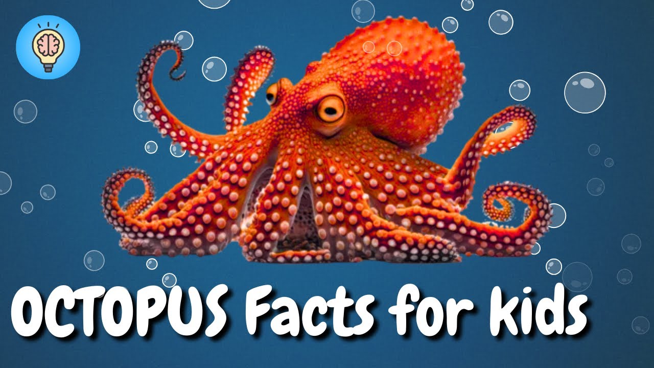 AMAZING Octopus Facts for Kids! 🐙👀😯 - YouTube