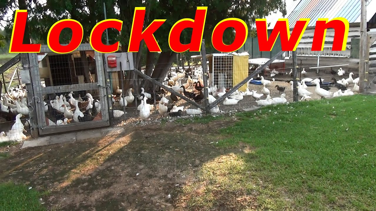 Duck Prison Lockdown & Still No Sign Of Mr. Predator Fox #31 Raising ...