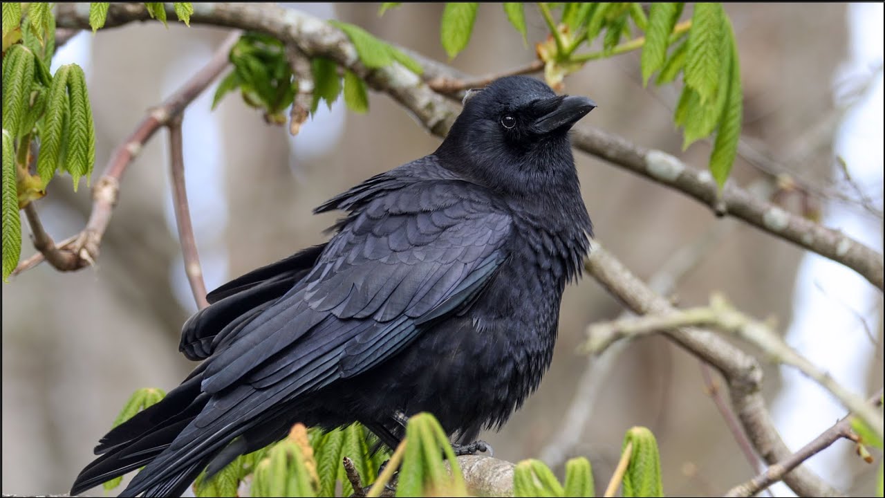 Relaxing With a Crow - YouTube