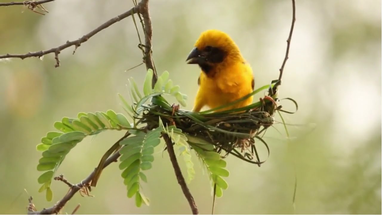 Top Birds In The World Top Ten Birds In The World - YouTube