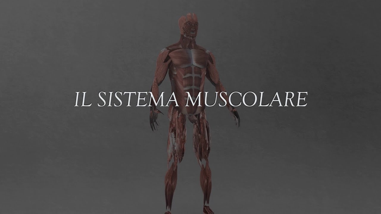 IL SISTEMA MUSCOLARE - scuola primaria - YouTube
