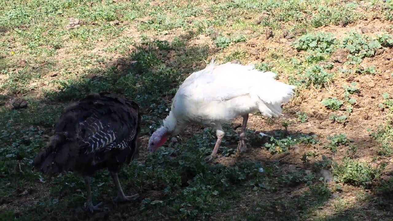 White Heritage Turkey Hen - YouTube