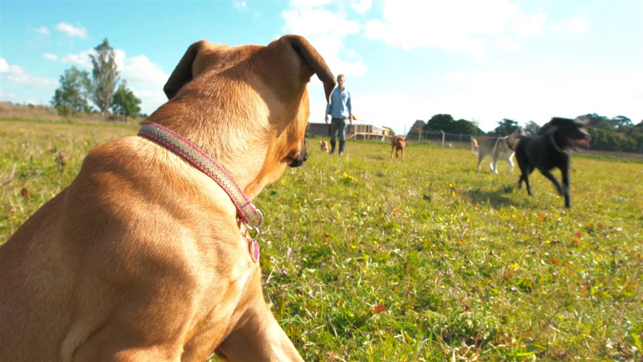 So many Dogs! VLOG 1 - YouTube