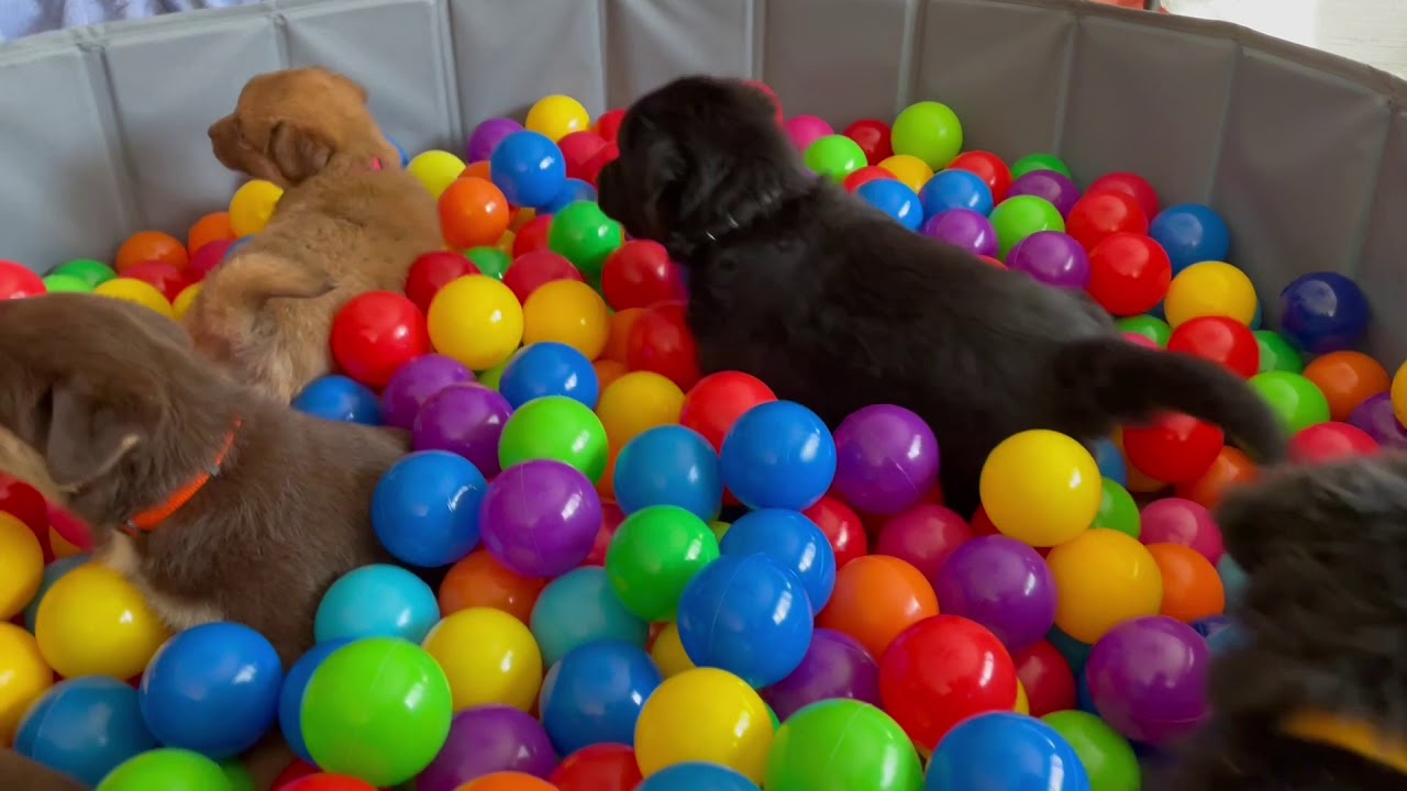 Too Many Dogs Episode 11 - YouTube