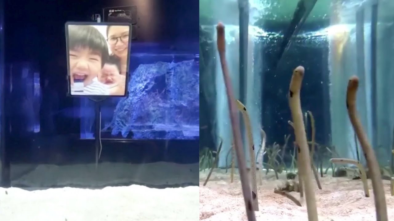 Eels need human interaction too, facility asks people to video-chat ...