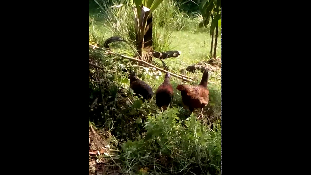 ঘাস খাদক মুরগি Youtube