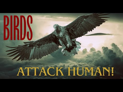 Birds Attack Human! - YouTube