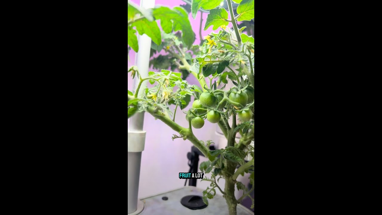 hydroponic tiny tim tomato plant update 🍅 - YouTube