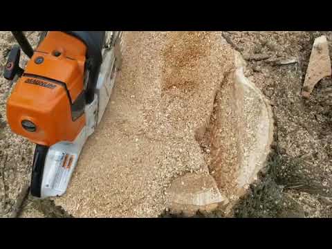 Schlitter Logging Dubuque Iowa "Close Call" 2018 Harvest - YouTube