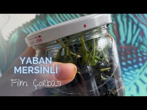 Yaban Mersini ve Biberiyeli Film Çorbası // Film Çorbası Deneyi // Deneysel Analog Fotoğrafçılık