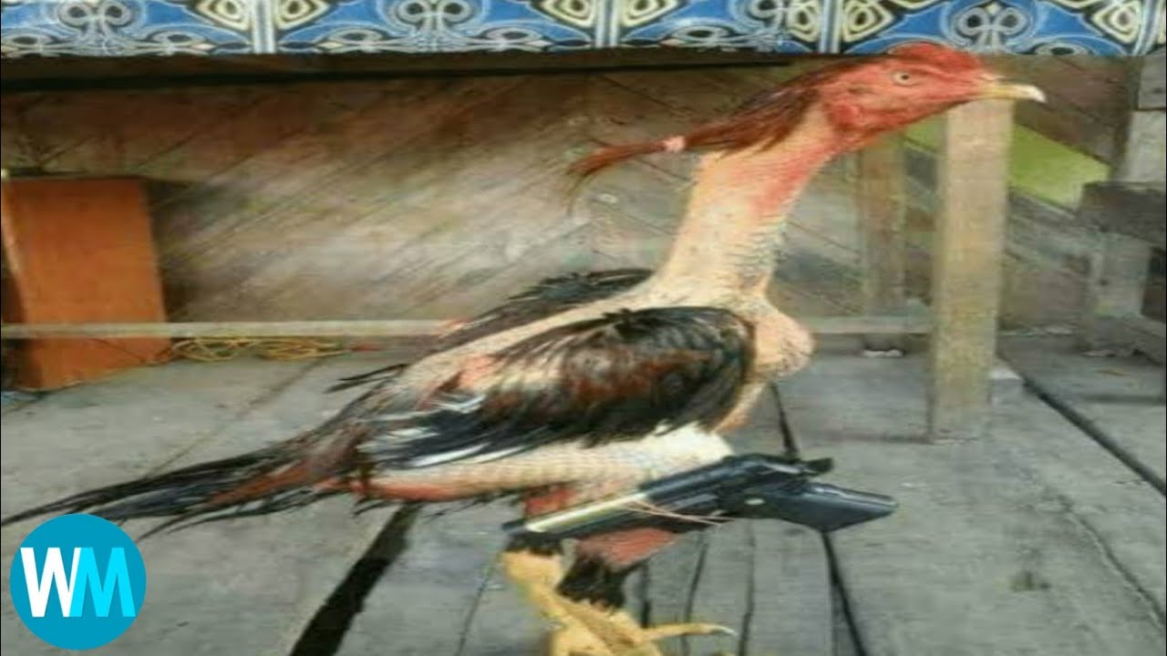 Top 5 rooster - YouTube